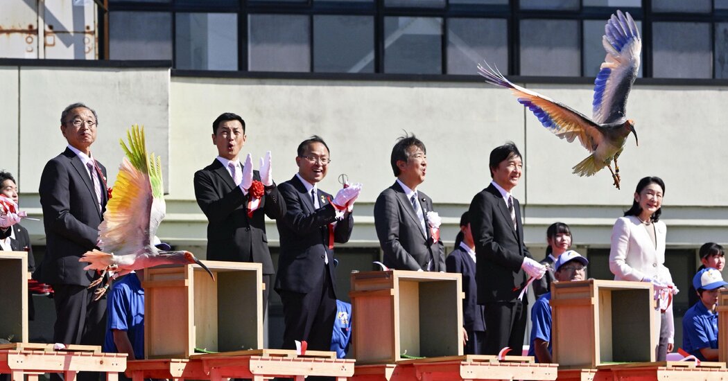 Crested Ibises Get the Royal Treatment in Japan as They Fly Again ...